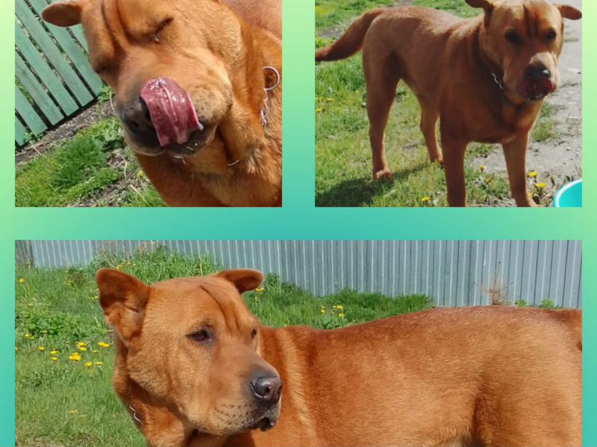 Помесь шарпея, 3 года