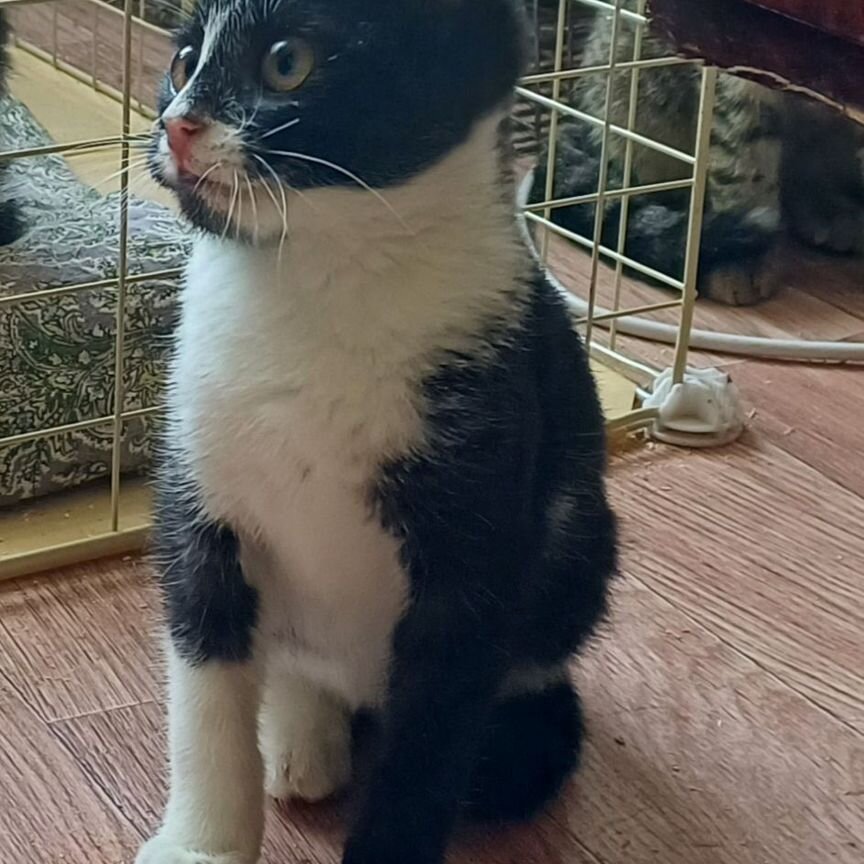Котосыночек 3 мес