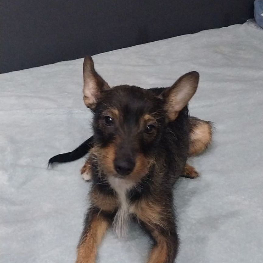 Пинчер помесь