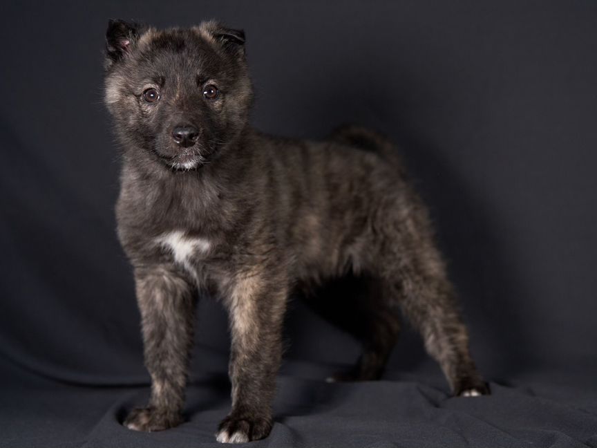 Щенки в добрые руки