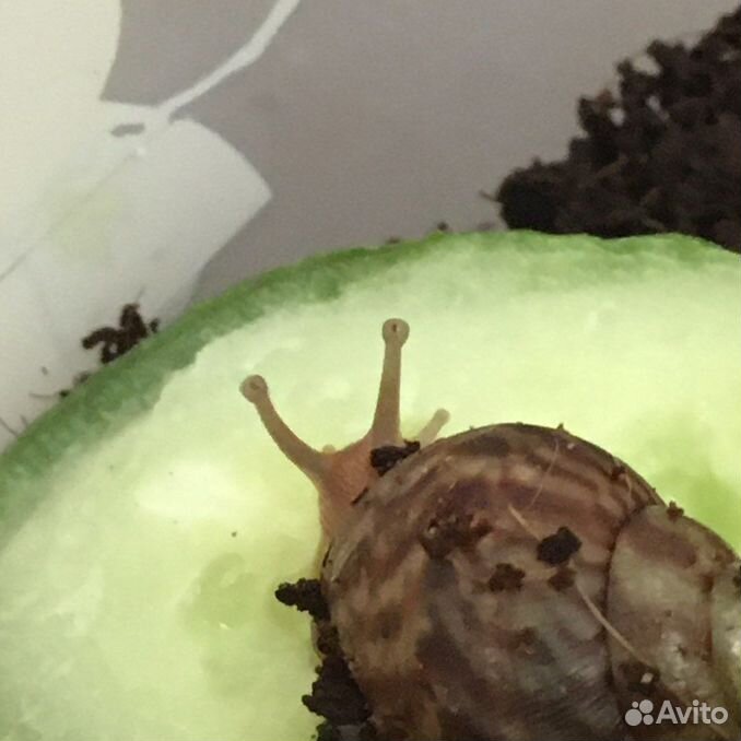 Улитки ахатины