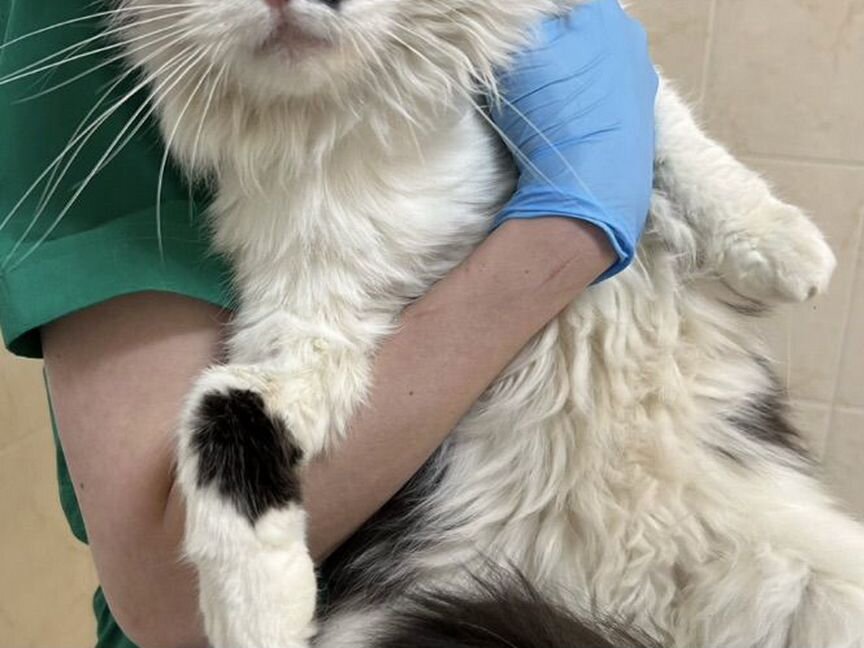 Кот найден на улице