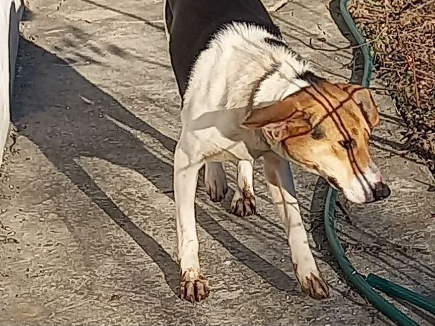 Русская пегая гончая