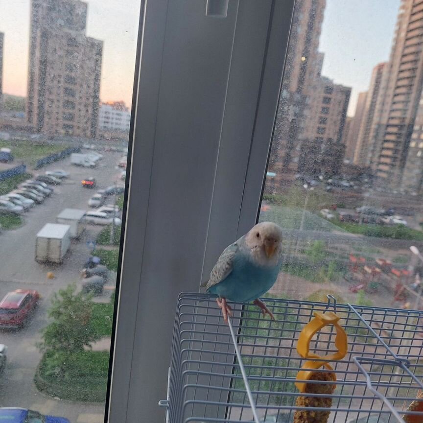 Попугай вместе с клеткой