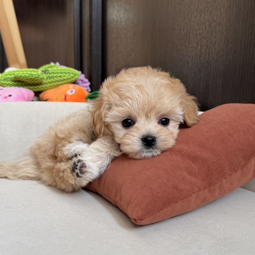 Мальтипу, щенок