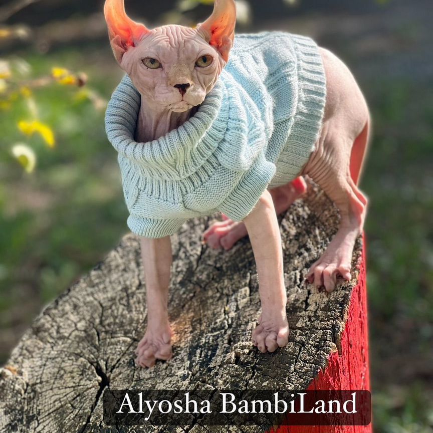 Солнечный зайка эльфик