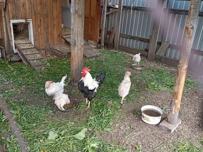 Куры несушки