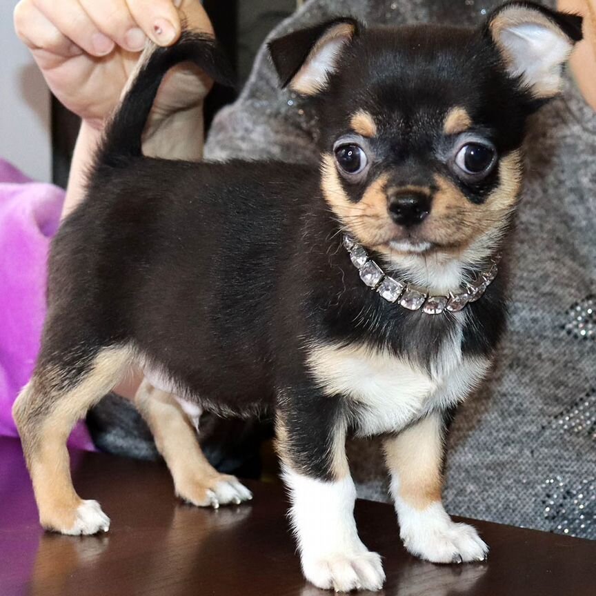 Расписной Красавчик Чиxуaxуa с видео и доставкой