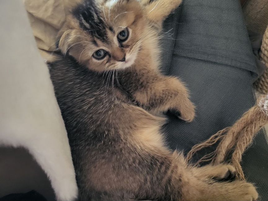 Шотландские котята