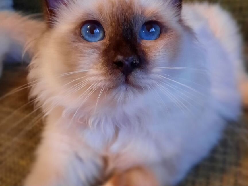 Священная бирма-девочка