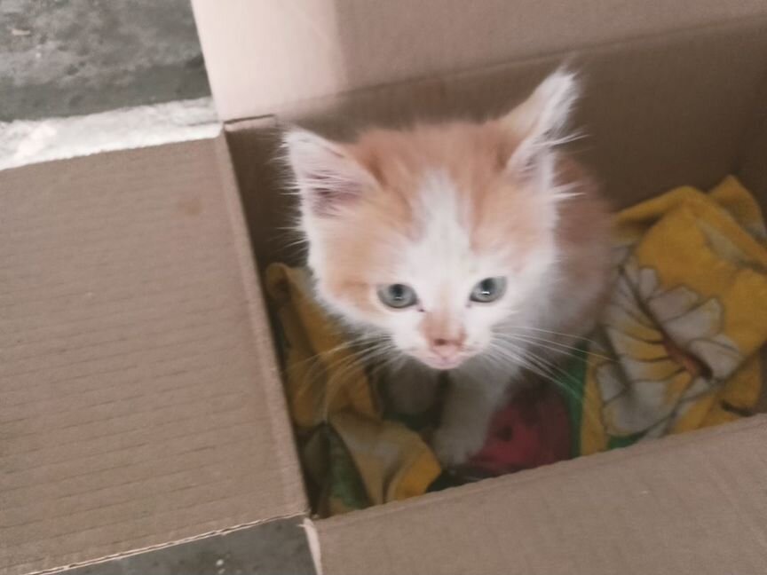 Маленький котенок бесплатно
