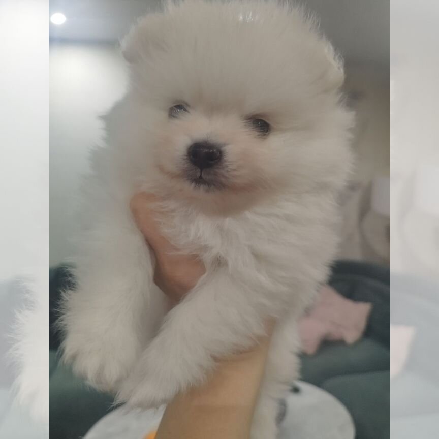 Немецкий шпиц, щенок