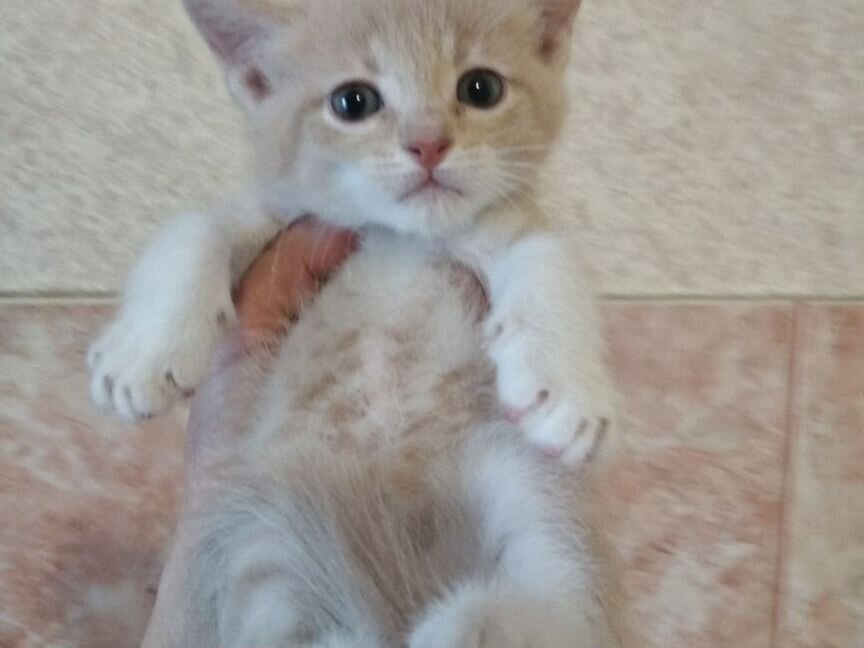 Котенок.Мальчик персиковый окрас.1.5 мес