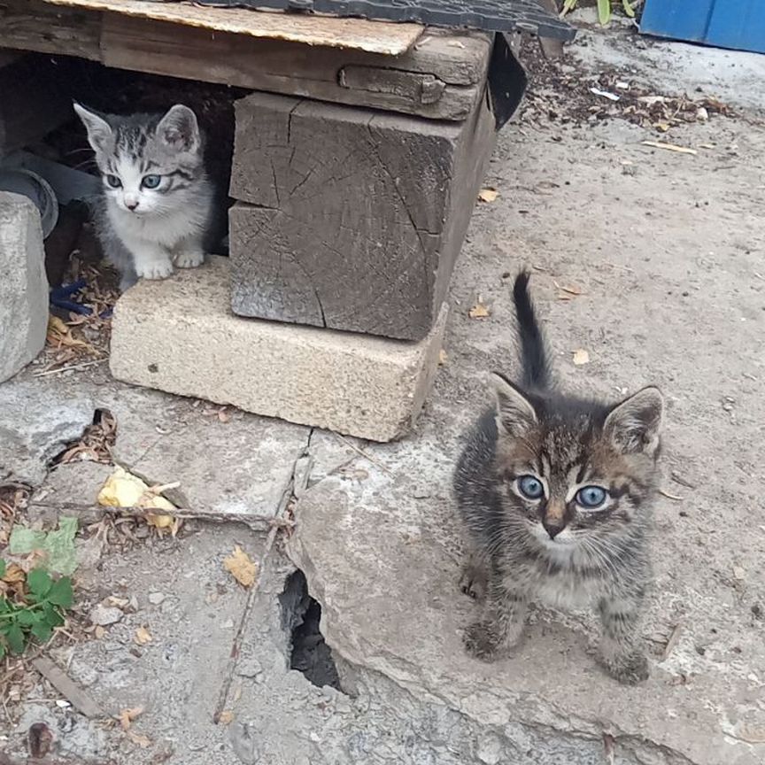 Отдам в надежные руки