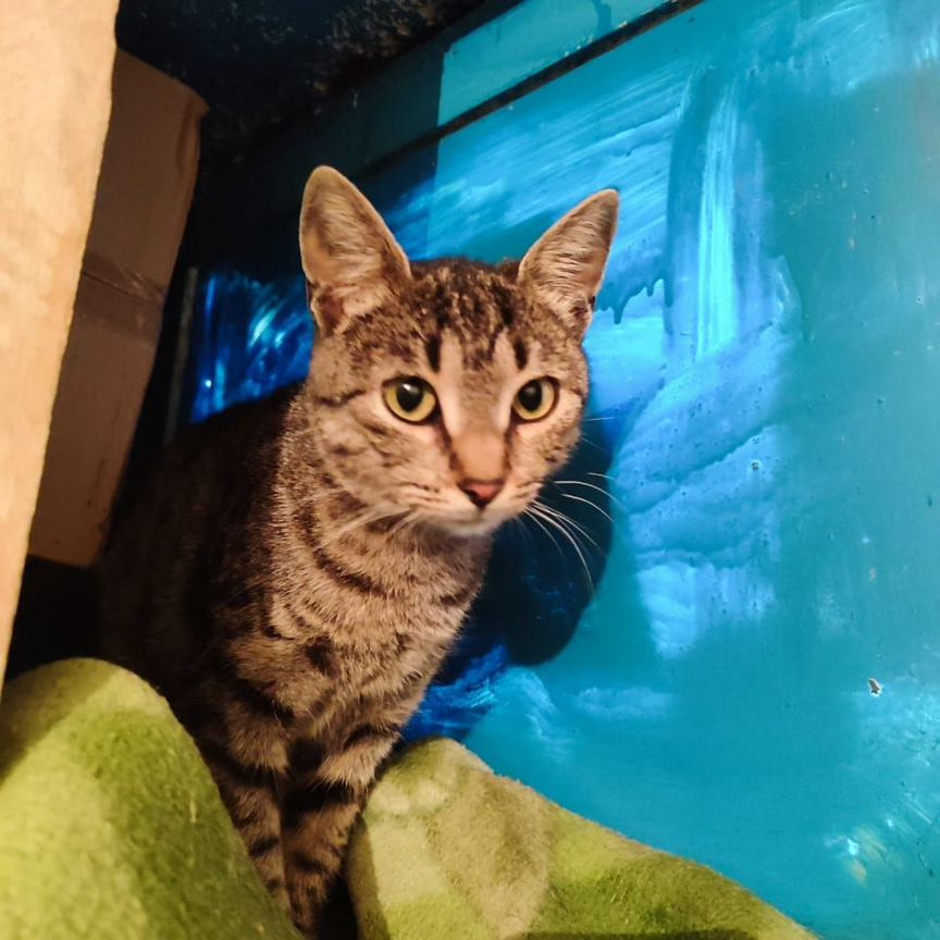 Кошка шпротик в дар