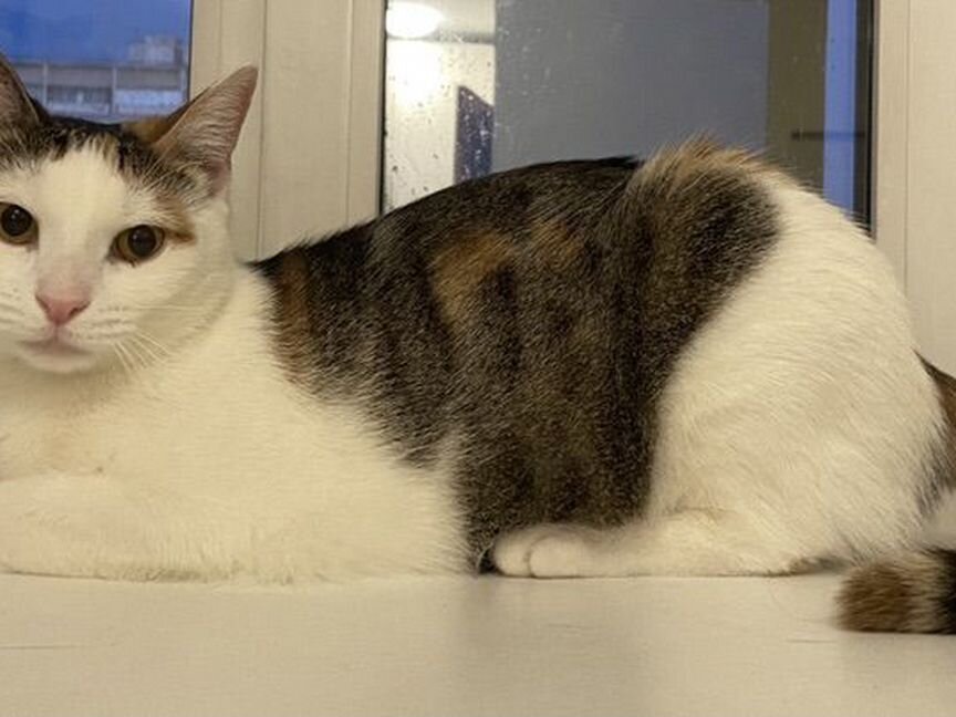 Ласковая игривая кошечка Фаня