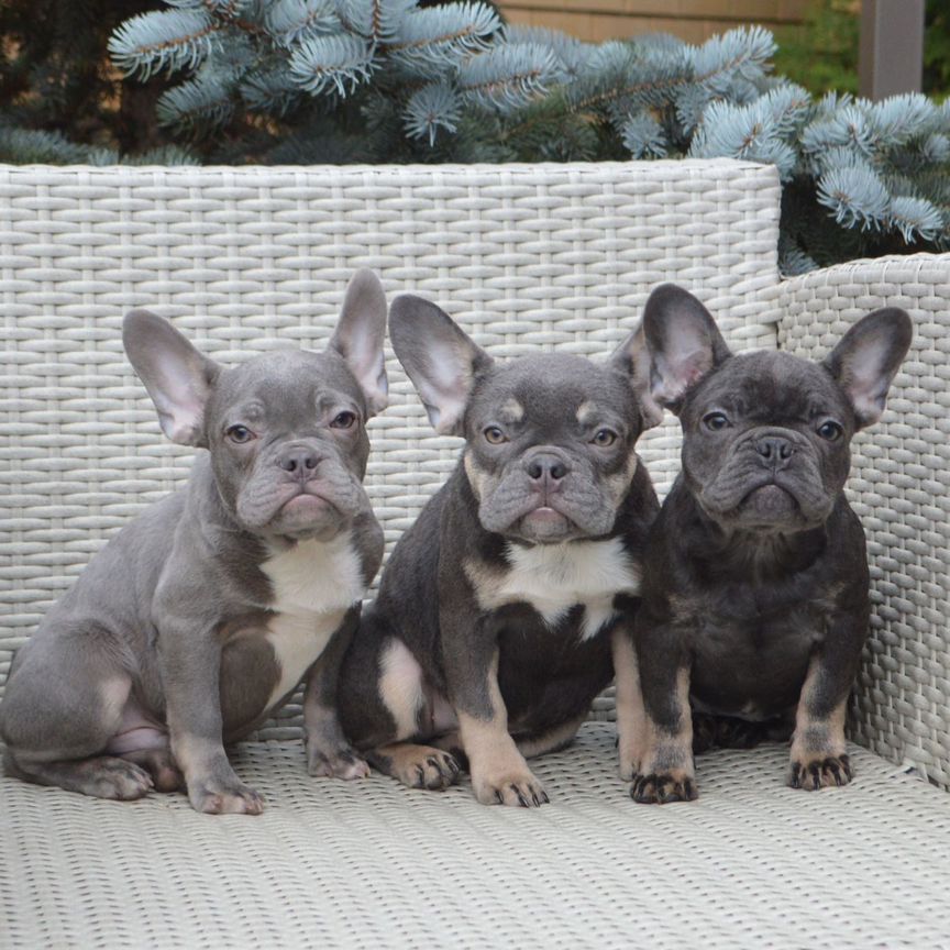 Французы Голубой, Лиловый окрас