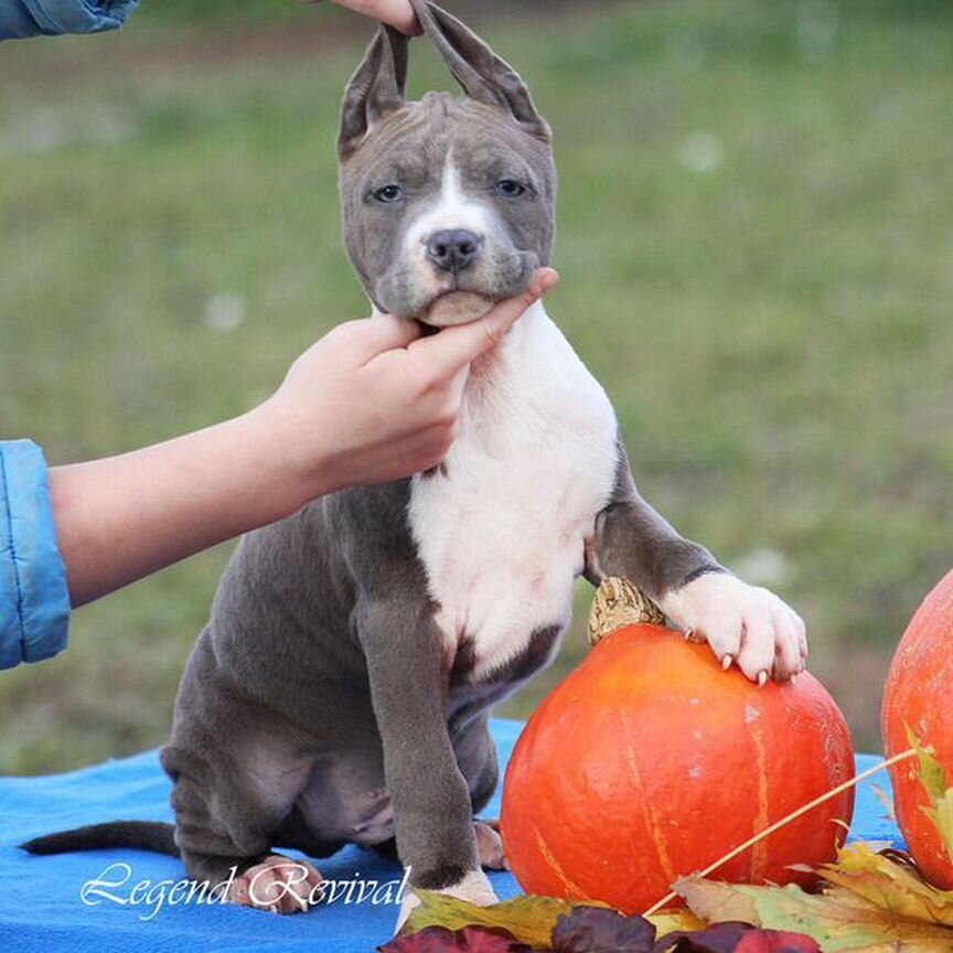 Шикарная девочка Ам. Стафф