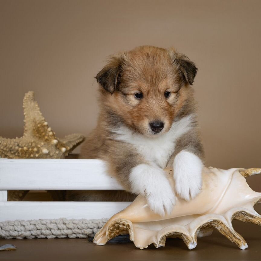 Мальчик шелти