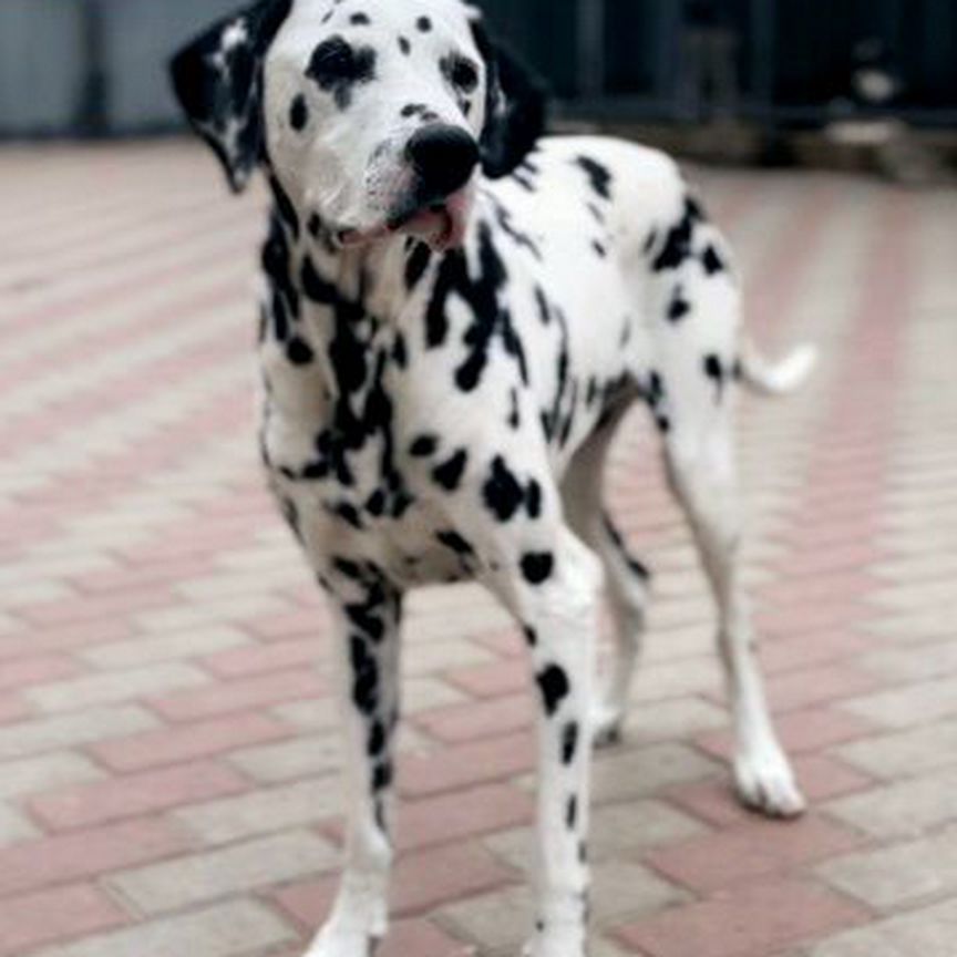 Долматинец бесплатно