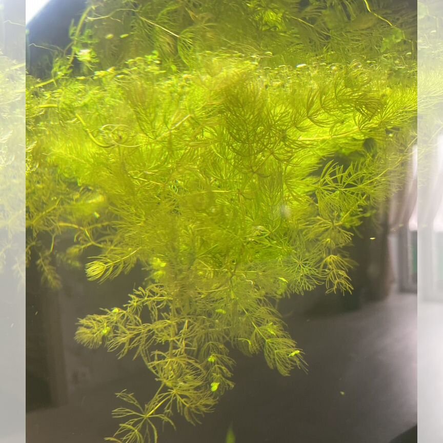 Роголистник в аквариум