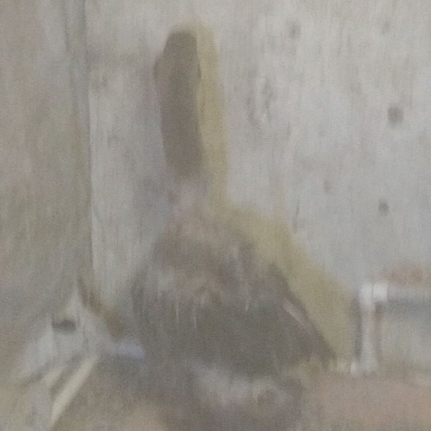 Крупные серые гуси