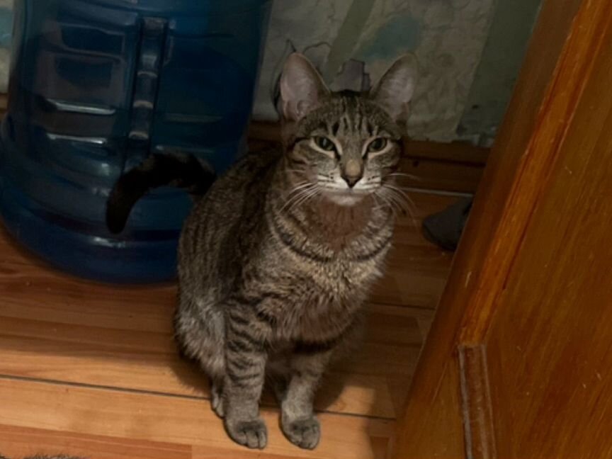 Кошка