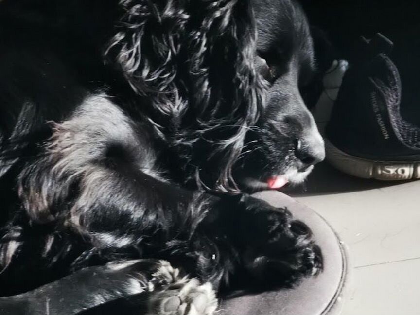 Русский спаниель