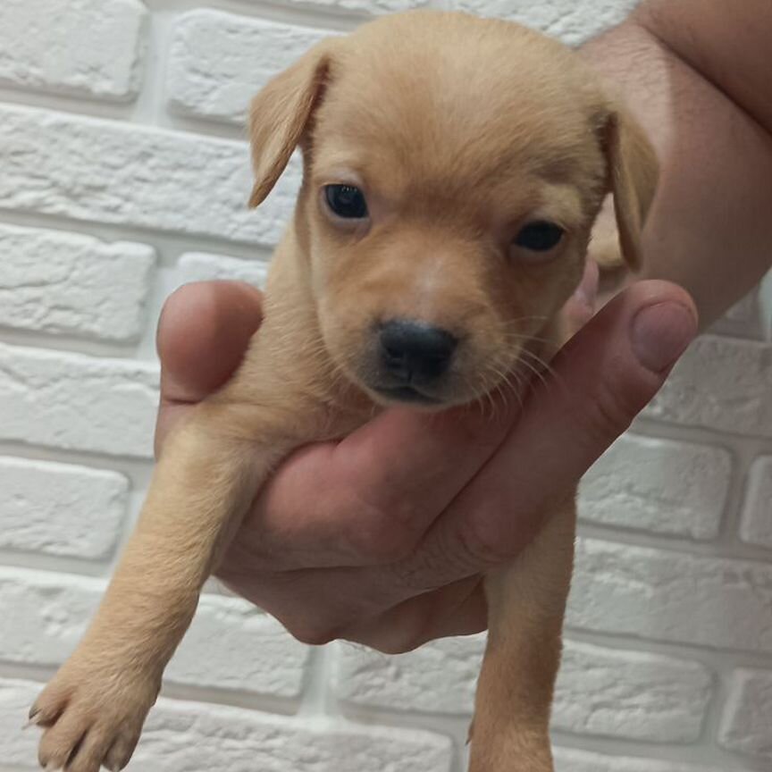 Русский той-терьер, щенок