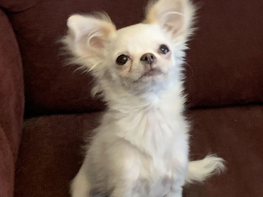 Щенки чихуахуа