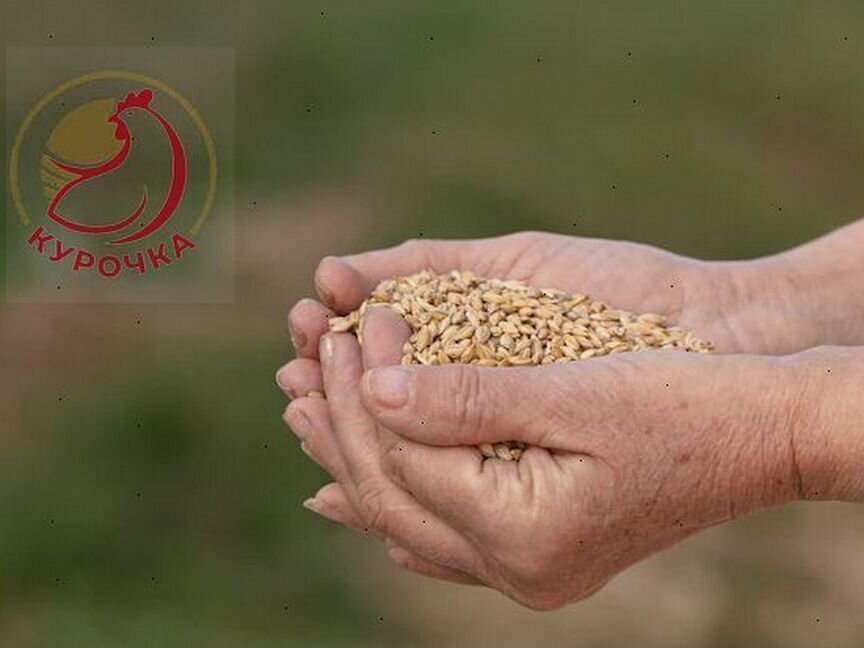 Зерно ячмень