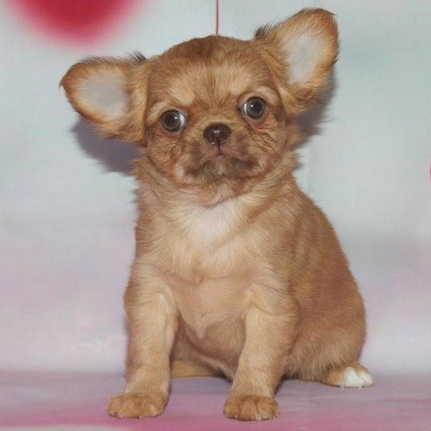 Чихуахуа, щенок