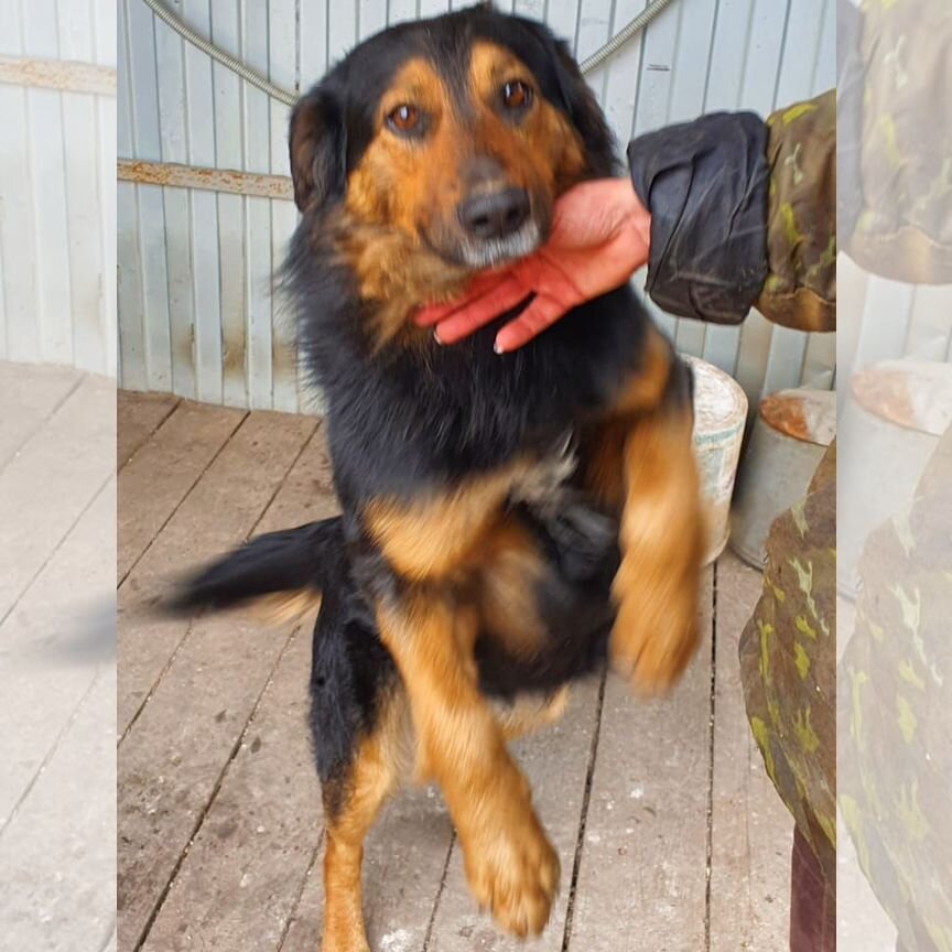 Красивый пес в красивый дом