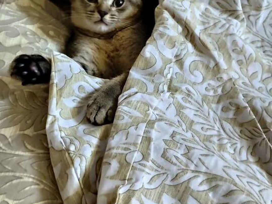 Чудесная кошечка