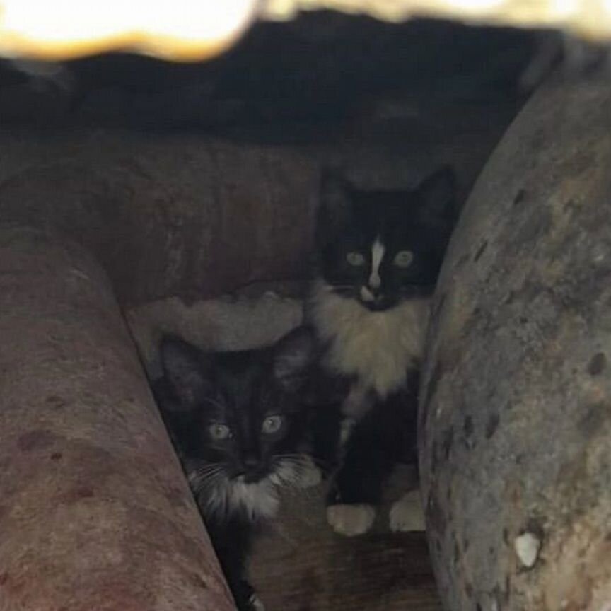 Котята замерзают и умирают от голода