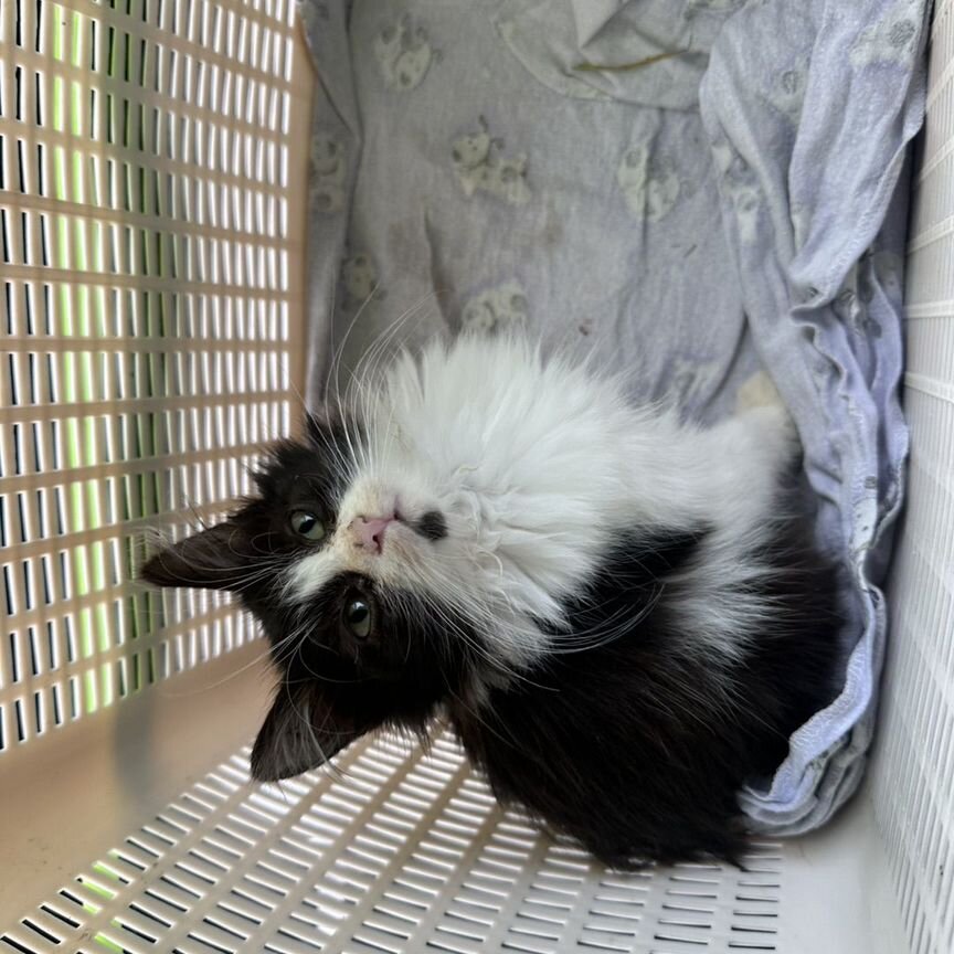 Котенок девочка в добрые руки
