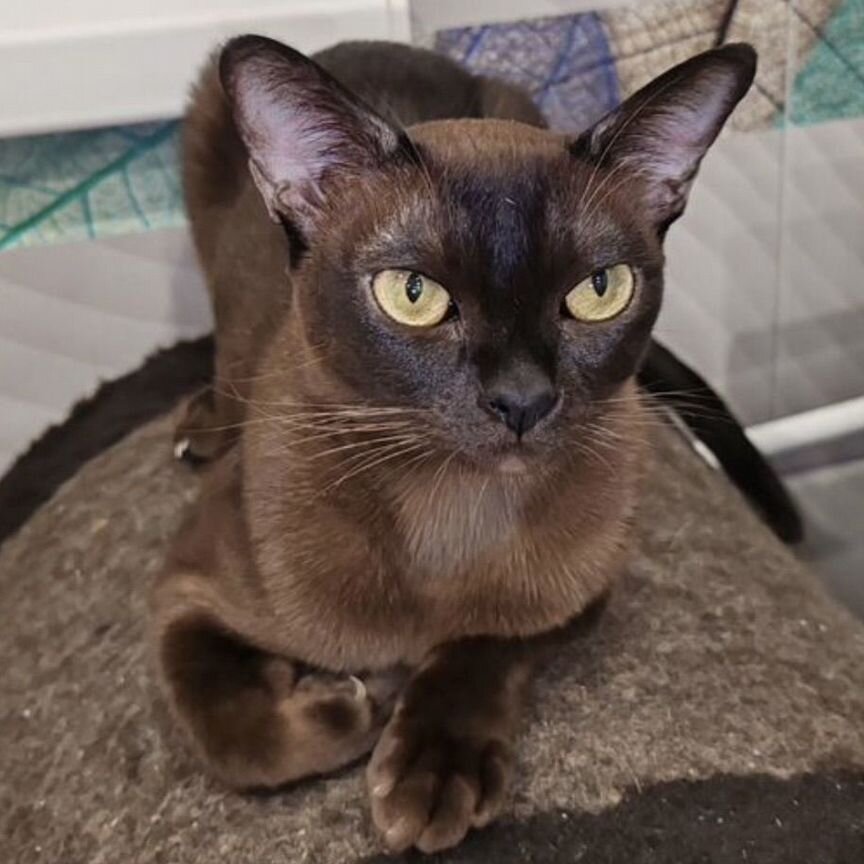 Европейская бурманская, взрослая кошка