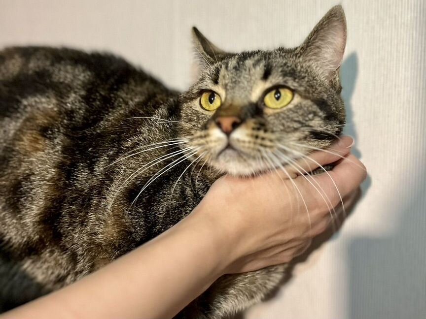 Кошечка Стася (1 год) стерилизована