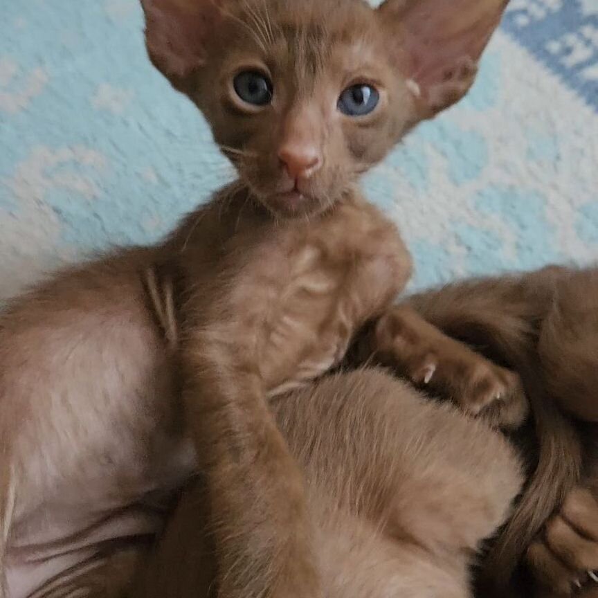 Ориентальные котятки