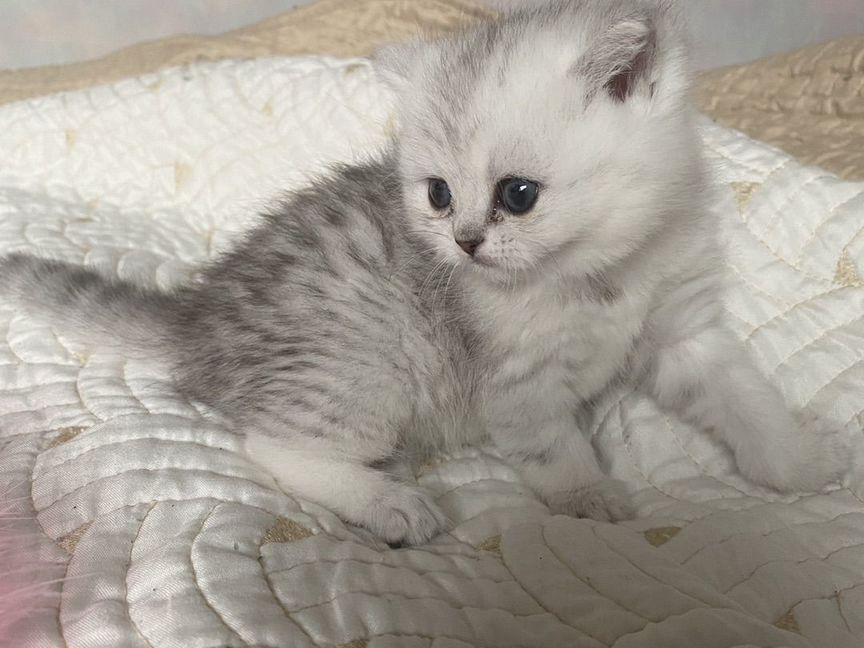 Британские котята