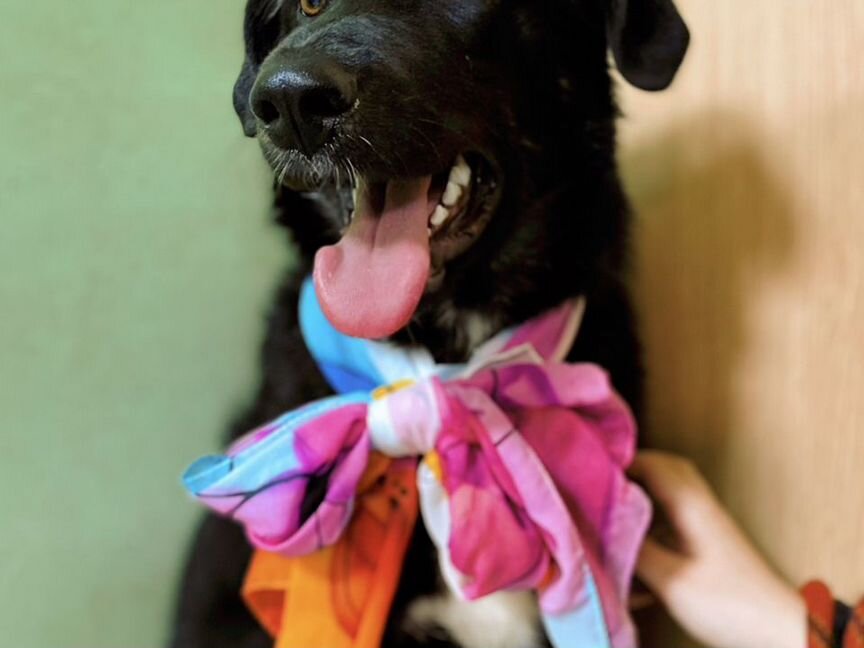 Мальчик красавчик в добрые руки