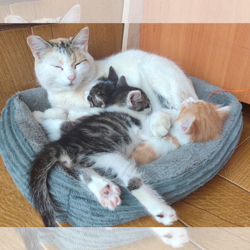 Котёнок в добрые руки