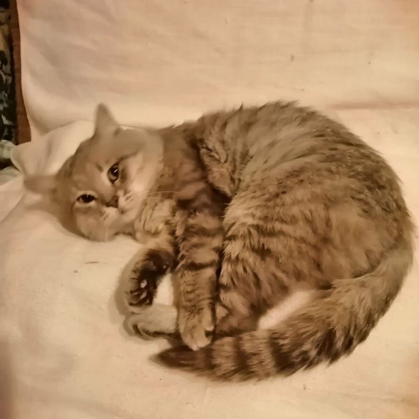 Котик 7 месяцев мальчик