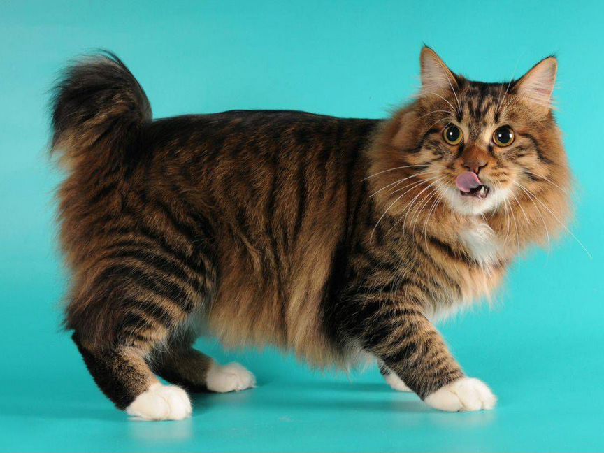 Кот курильский бобтейл