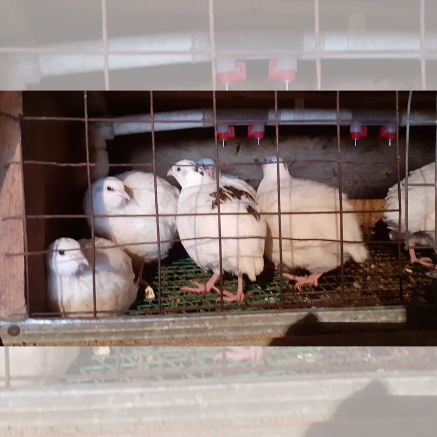 Перепела продажа