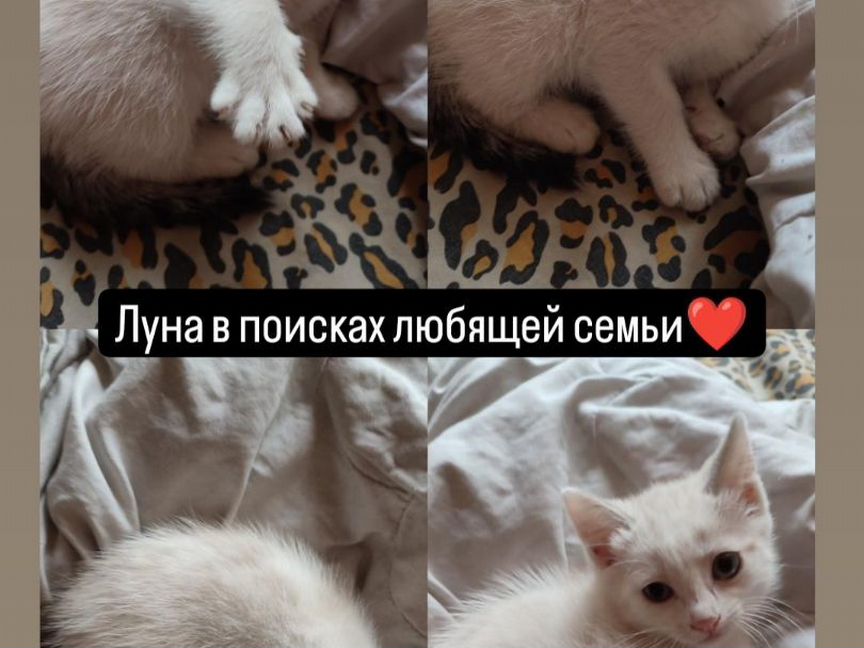 Котята
