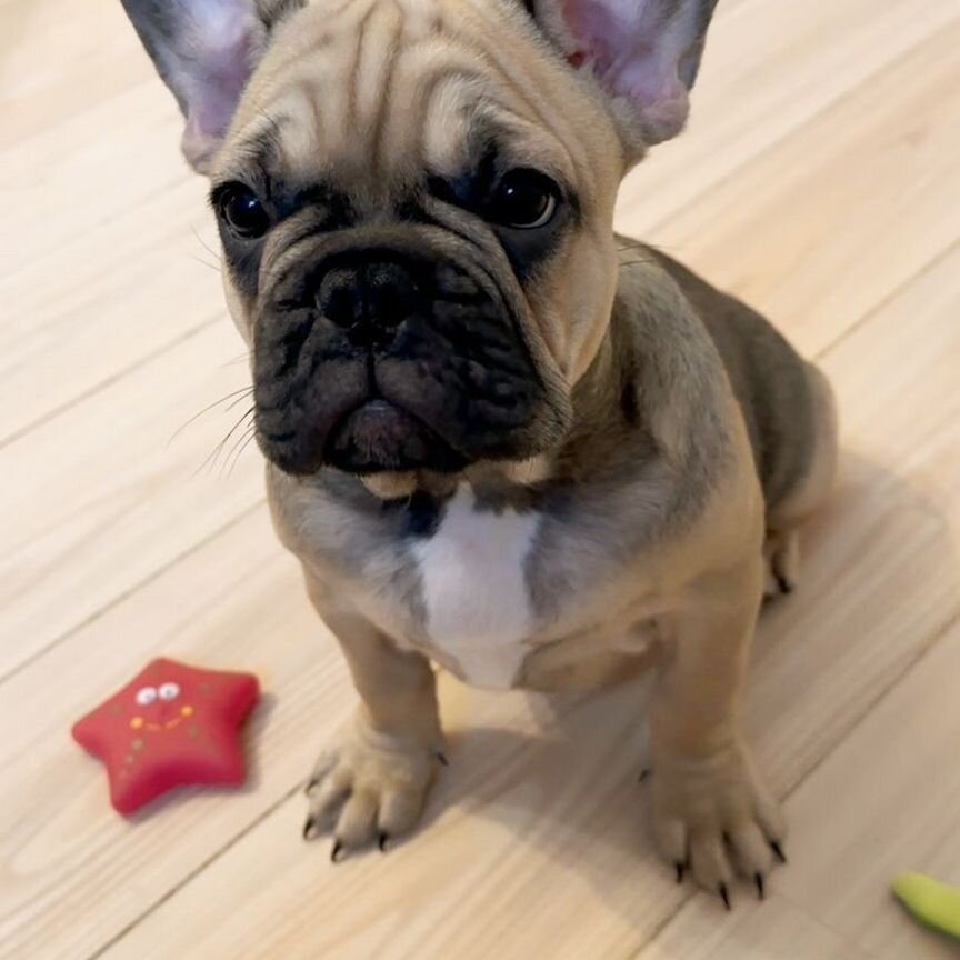 Французский бульдог Бонита