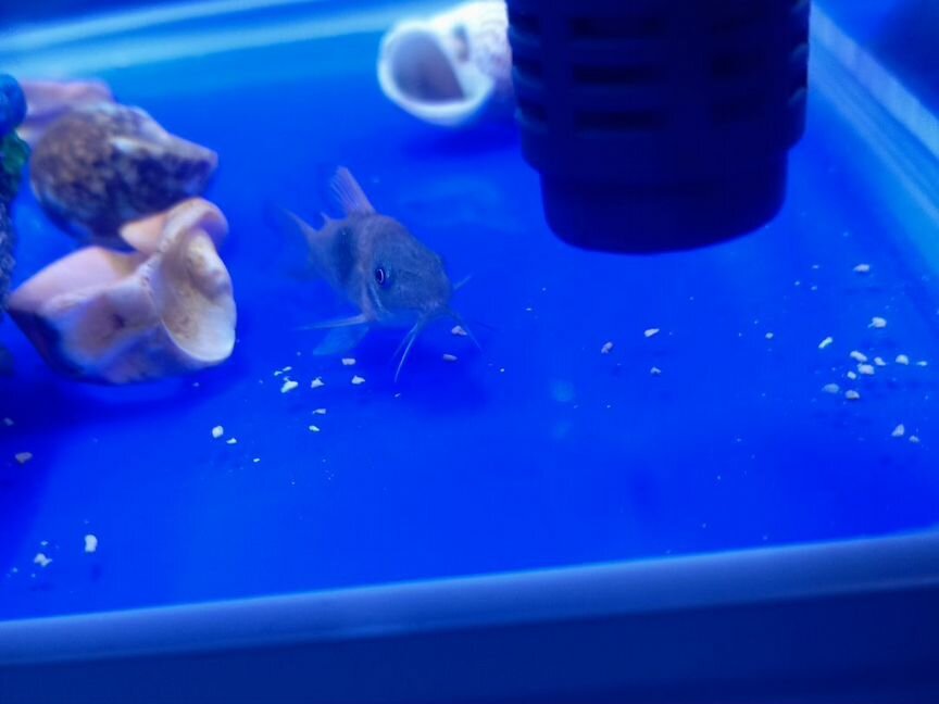 Золотистый сомик