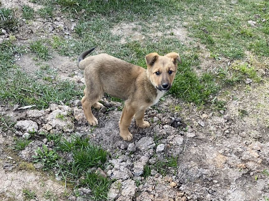 Отдам щенка в добрые руки