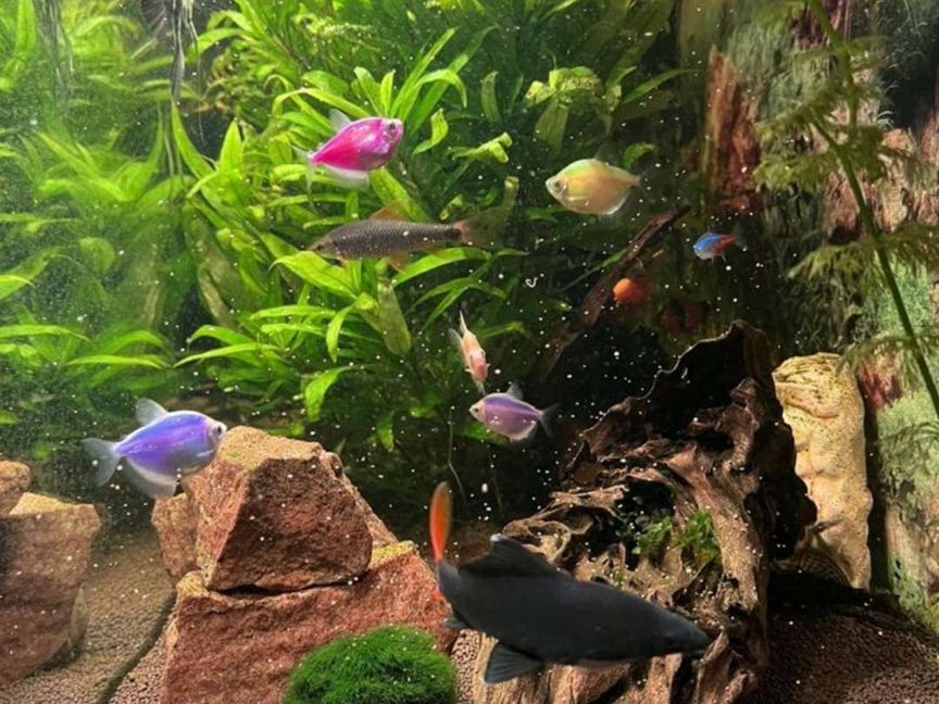 Лабео биколор и серебро